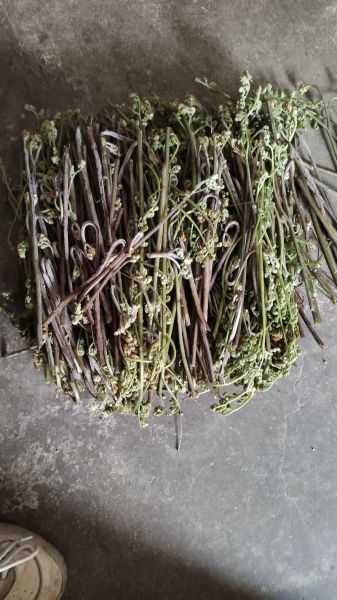 野生蕨菜有毒吗_怎么安全吃蕨菜-第1张图片-山城妙识 野生蕨菜有毒吗_怎么安全吃蕨菜-第1张图片-山城妙识