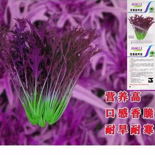 紫色雪里红是什么菜_紫色雪里红怎么吃-第1张图片-山城妙识 紫色雪里红是什么菜_紫色雪里红怎么吃-第1张图片-山城妙识