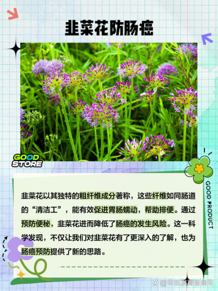 韭菜花的花苞要去吗_韭菜花苞要不要摘掉-第1张图片-山城妙识 韭菜花的花苞要去吗_韭菜花苞要不要摘掉-第1张图片-山城妙识