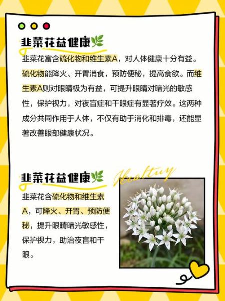 韭菜花的花苞要去吗_韭菜花苞要不要摘掉-第3张图片-山城妙识 韭菜花的花苞要去吗_韭菜花苞要不要摘掉-第3张图片-山城妙识