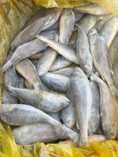 黄花鱼为什么那么贵_野生黄花鱼多少钱一斤-第1张图片-山城妙识 黄花鱼为什么那么贵_野生黄花鱼多少钱一斤-第1张图片-山城妙识