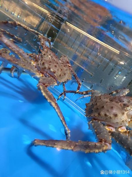 雷公蟹图片_雷公蟹长什么样-第3张图片-山城妙识 雷公蟹图片_雷公蟹长什么样-第3张图片-山城妙识