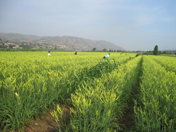 黄花菜种植基地在哪里_黄花菜种植条件有哪些-第1张图片-山城妙识 黄花菜种植基地在哪里_黄花菜种植条件有哪些-第1张图片-山城妙识