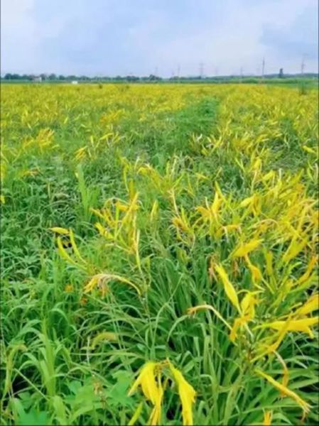 黄花菜种植基地在哪里_黄花菜种植条件有哪些-第3张图片-山城妙识 黄花菜种植基地在哪里_黄花菜种植条件有哪些-第3张图片-山城妙识