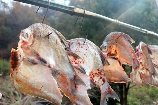 腌咸鱼10斤鱼放多少盐_咸鱼盐比例怎么掌握-第3张图片-山城妙识 腌咸鱼10斤鱼放多少盐_咸鱼盐比例怎么掌握-第3张图片-山城妙识