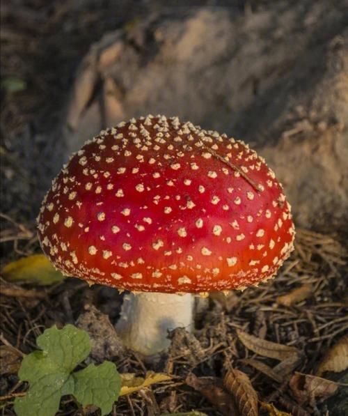 红伞伞白杆杆是什么_吃了会怎样-第2张图片-山城妙识 红伞伞白杆杆是什么_吃了会怎样-第2张图片-山城妙识