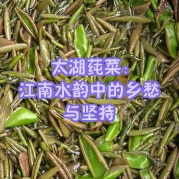 西湖莼菜长什么样_莼菜图片怎么分辨真假-第1张图片-山城妙识 西湖莼菜长什么样_莼菜图片怎么分辨真假-第1张图片-山城妙识
