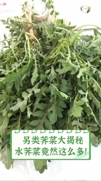 水荠菜图片怎么识别_水荠菜和荠菜区别-第3张图片-山城妙识