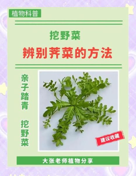 水荠菜图片怎么识别_水荠菜和荠菜区别-第1张图片-山城妙识