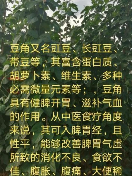 豇豆角的营养价值_豇豆角的功效与作用-第1张图片-山城妙识 豇豆角的营养价值_豇豆角的功效与作用-第1张图片-山城妙识