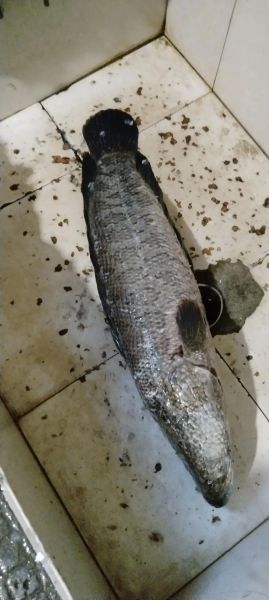 财鱼是什么鱼_财鱼多少钱一斤-第1张图片-山城妙识 财鱼是什么鱼_财鱼多少钱一斤-第1张图片-山城妙识