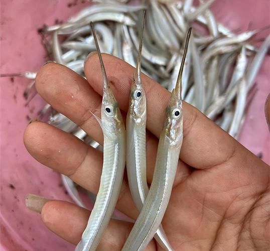 针嘴鱼多少钱一斤_针嘴鱼价格行情-第3张图片-山城妙识 针嘴鱼多少钱一斤_针嘴鱼价格行情-第3张图片-山城妙识