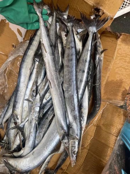 针嘴鱼多少钱一斤_针嘴鱼价格行情-第1张图片-山城妙识 针嘴鱼多少钱一斤_针嘴鱼价格行情-第1张图片-山城妙识