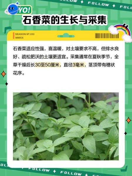 石香菜的功效与作用_石香菜怎么吃最好-第1张图片-山城妙识