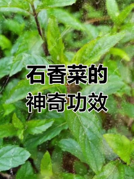石香菜的功效与作用_石香菜怎么吃最好-第2张图片-山城妙识