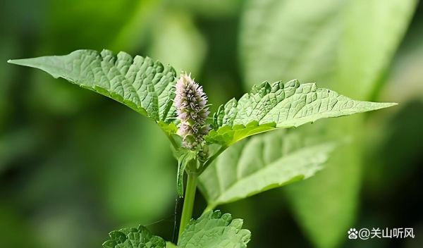 藿香图片大全高清图片_藿香长什么样-第3张图片-山城妙识 藿香图片大全高清图片_藿香长什么样-第3张图片-山城妙识