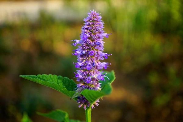 藿香图片大全高清图片_藿香长什么样-第1张图片-山城妙识 藿香图片大全高清图片_藿香长什么样-第1张图片-山城妙识