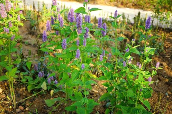 藿香图片大全高清图片_藿香长什么样-第2张图片-山城妙识 藿香图片大全高清图片_藿香长什么样-第2张图片-山城妙识