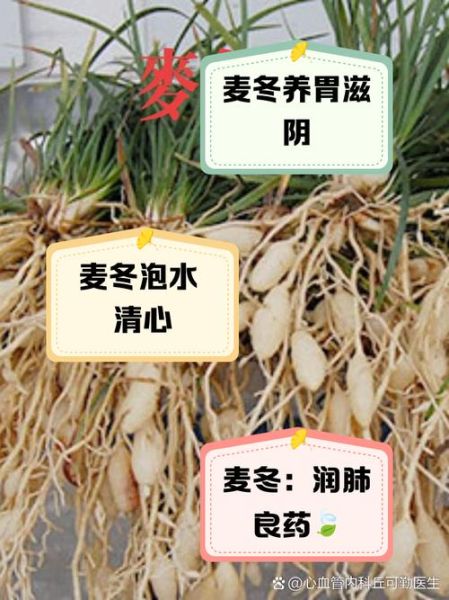 麦冬泡水喝的功效与作用_适合什么人喝-第1张图片-山城妙识