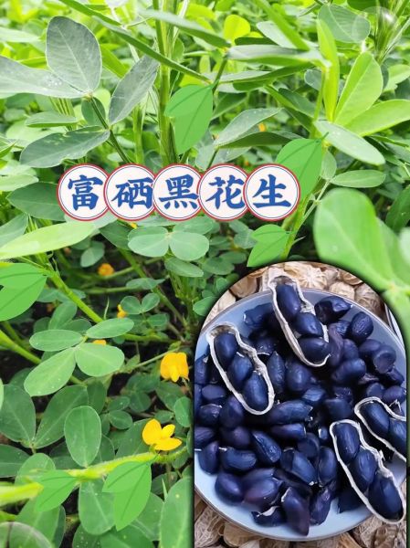 黑花生的功效与作用及禁忌_黑花生一天吃多少合适-第1张图片-山城妙识 黑花生的功效与作用及禁忌_黑花生一天吃多少合适-第1张图片-山城妙识