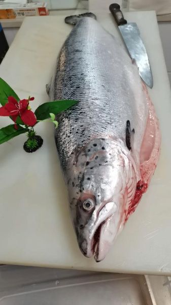 三文鱼正身图片怎么看_如何辨别新鲜度-第2张图片-山城妙识 三文鱼正身图片怎么看_如何辨别新鲜度-第2张图片-山城妙识