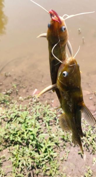 黄骨鱼怎么钓最好_黄骨鱼钓法技巧-第1张图片-山城妙识