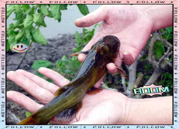 黄骨鱼怎么钓最好_黄骨鱼钓法技巧-第2张图片-山城妙识