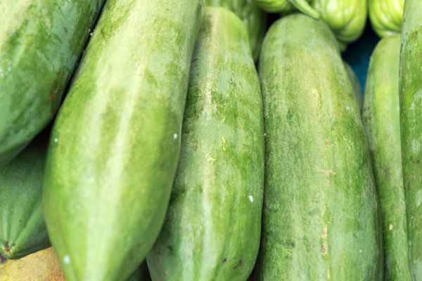 西胡瓜图片_西胡瓜和黄瓜的区别-第1张图片-山城妙识 西胡瓜图片_西胡瓜和黄瓜的区别-第1张图片-山城妙识