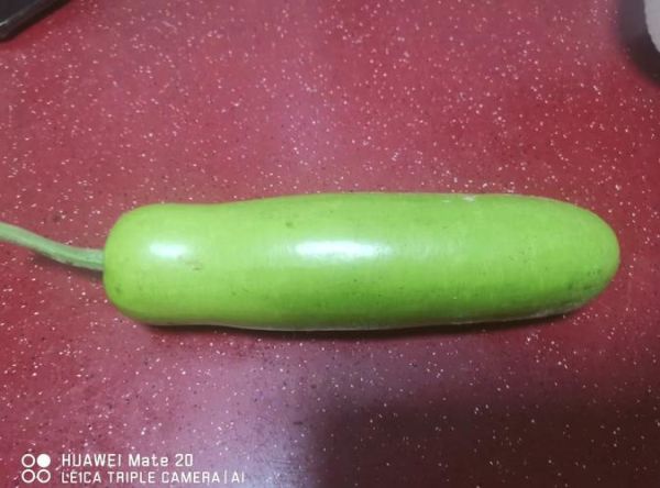 西胡瓜图片_西胡瓜和黄瓜的区别-第2张图片-山城妙识 西胡瓜图片_西胡瓜和黄瓜的区别-第2张图片-山城妙识