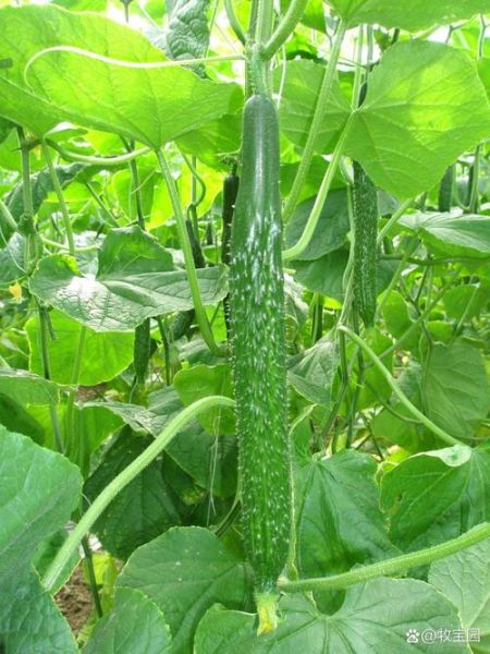 西胡瓜图片_西胡瓜和黄瓜的区别-第3张图片-山城妙识 西胡瓜图片_西胡瓜和黄瓜的区别-第3张图片-山城妙识