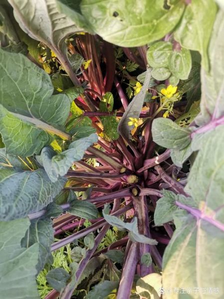 菜苔图片大全_如何区分红菜苔与白菜苔-第3张图片-山城妙识 菜苔图片大全_如何区分红菜苔与白菜苔-第3张图片-山城妙识