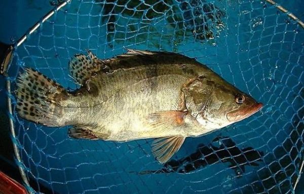 桂鱼是淡水鱼还是海鱼_桂鱼适合清蒸还是红烧-第3张图片-山城妙识 桂鱼是淡水鱼还是海鱼_桂鱼适合清蒸还是红烧-第3张图片-山城妙识