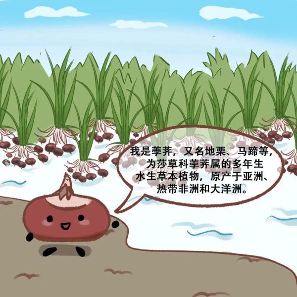 地栗是什么_地栗和荸荠区别-第1张图片-山城妙识 地栗是什么_地栗和荸荠区别-第1张图片-山城妙识