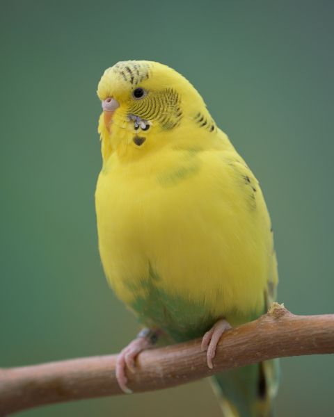 虎皮鹦鹉图片怎么拍_虎皮鹦鹉图片高清下载-第2张图片-山城妙识 虎皮鹦鹉图片怎么拍_虎皮鹦鹉图片高清下载-第2张图片-山城妙识