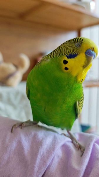 虎皮鹦鹉图片怎么拍_虎皮鹦鹉图片高清下载-第3张图片-山城妙识 虎皮鹦鹉图片怎么拍_虎皮鹦鹉图片高清下载-第3张图片-山城妙识