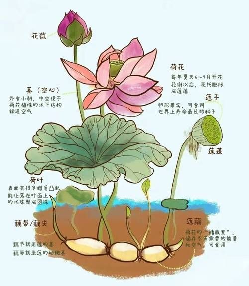 藕节是藕的哪个部位_藕节和藕的区别-第1张图片-山城妙识 藕节是藕的哪个部位_藕节和藕的区别-第1张图片-山城妙识