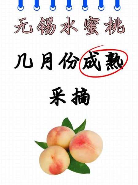 无锡水蜜桃哪里买最正宗_无锡水蜜桃几月份成熟-第1张图片-山城妙识