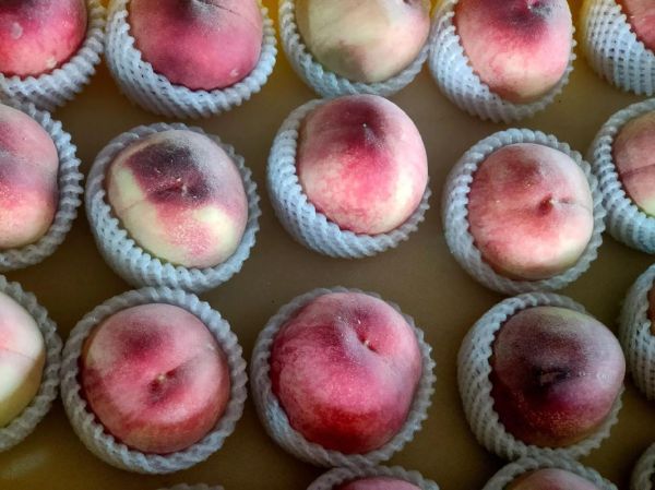 无锡水蜜桃哪里买最正宗_无锡水蜜桃几月份成熟-第3张图片-山城妙识