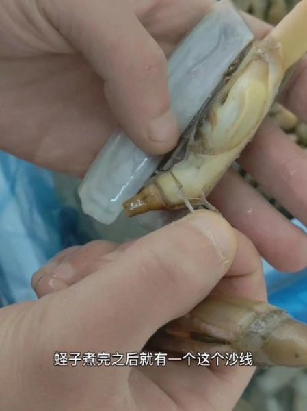 蛏子哪里不能吃_蛏子内脏能不能吃-第1张图片-山城妙识