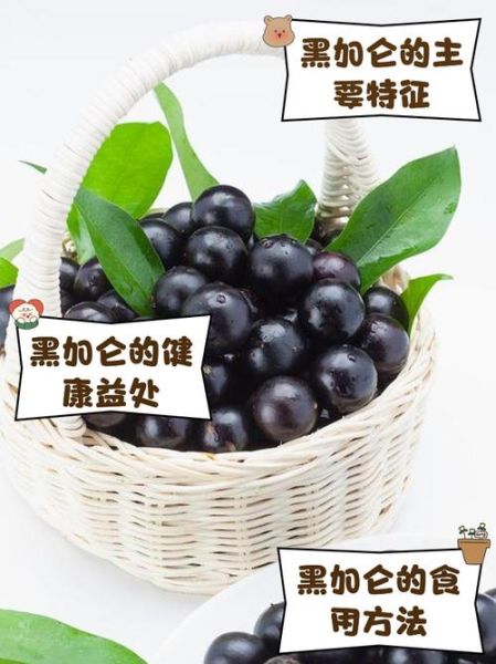 黑加仑的功效与作用_黑加仑能天天吃吗-第2张图片-山城妙识 黑加仑的功效与作用_黑加仑能天天吃吗-第2张图片-山城妙识
