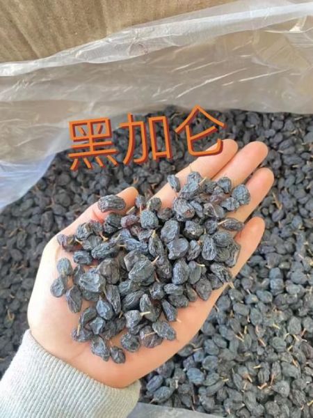黑加仑的功效与作用_黑加仑能天天吃吗-第3张图片-山城妙识 黑加仑的功效与作用_黑加仑能天天吃吗-第3张图片-山城妙识