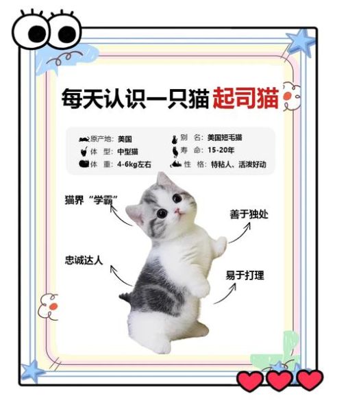 起司猫是什么品种_起司猫和美短区别-第1张图片-山城妙识