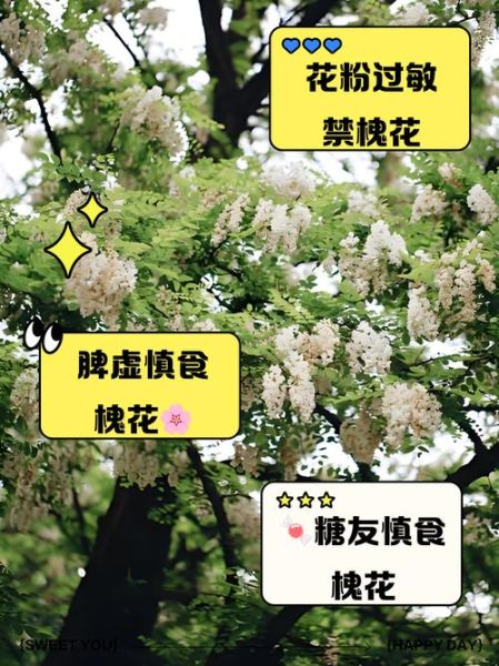 槐花什么人不能吃_槐花禁忌与副作用-第1张图片-山城妙识