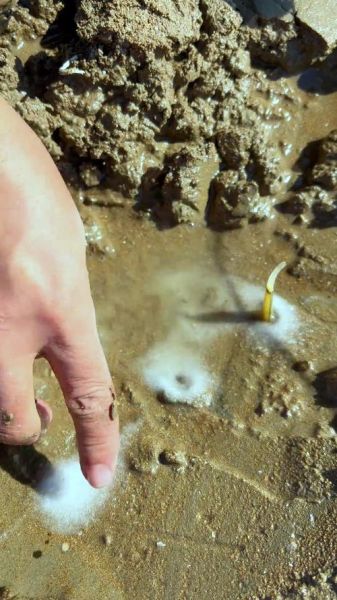 抓蛏子为什么要撒盐_撒盐原理-第2张图片-山城妙识 抓蛏子为什么要撒盐_撒盐原理-第2张图片-山城妙识