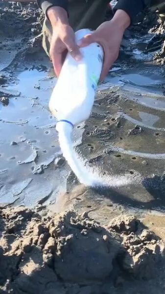 抓蛏子为什么要撒盐_撒盐原理-第1张图片-山城妙识 抓蛏子为什么要撒盐_撒盐原理-第1张图片-山城妙识