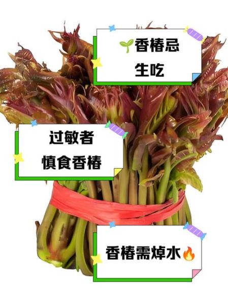 什么人不能吃香椿芽_香椿芽禁忌人群-第1张图片-山城妙识 什么人不能吃香椿芽_香椿芽禁忌人群-第1张图片-山城妙识