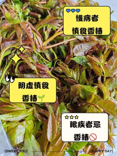 什么人不能吃香椿芽_香椿芽禁忌人群-第2张图片-山城妙识 什么人不能吃香椿芽_香椿芽禁忌人群-第2张图片-山城妙识