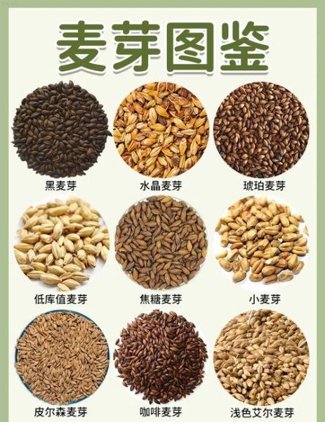 谷芽的功效与作用及食用方法_谷芽怎么吃效果最好-第2张图片-山城妙识 谷芽的功效与作用及食用方法_谷芽怎么吃效果最好-第2张图片-山城妙识