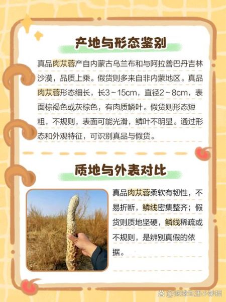 苁蓉图片长什么样_苁蓉真假如何辨别-第3张图片-山城妙识