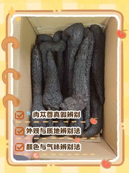 苁蓉图片长什么样_苁蓉真假如何辨别-第1张图片-山城妙识